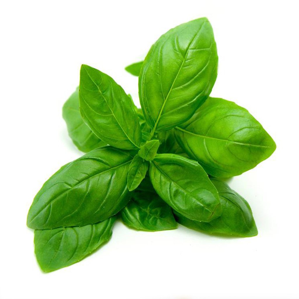 Basil Oil - Shinton Chemicals